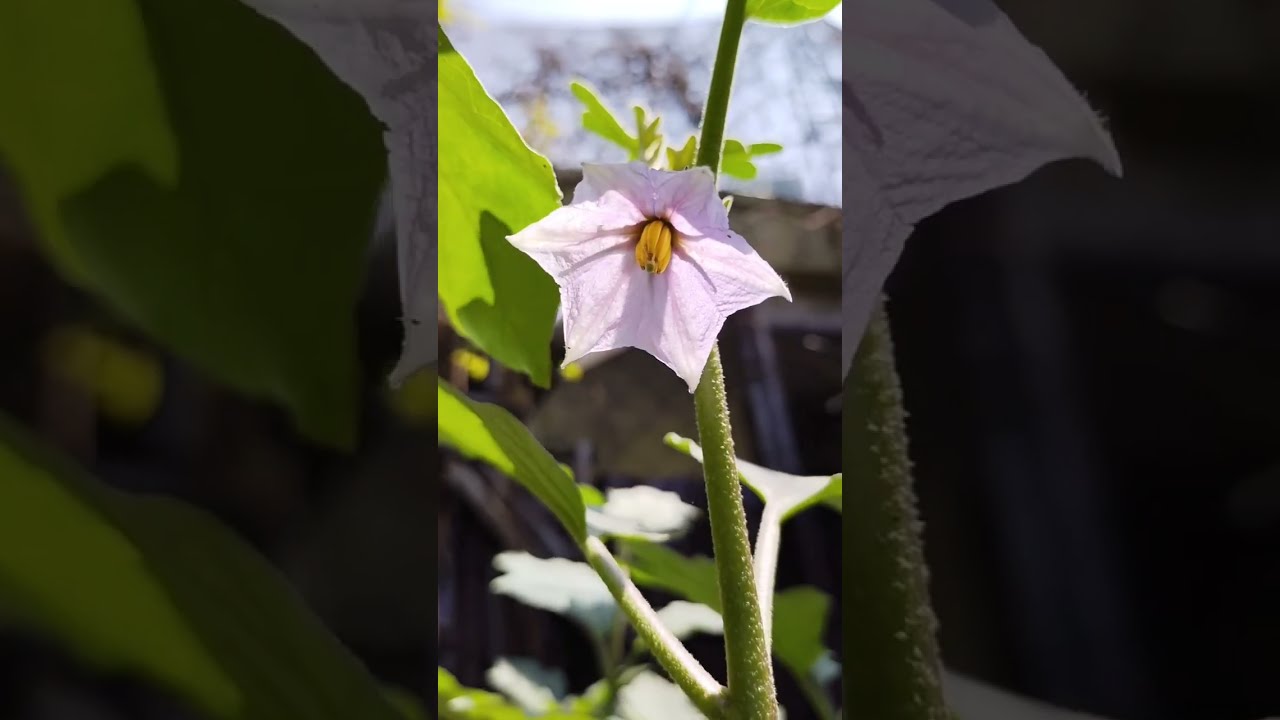 Bulaklak at Bunga ng Talong #shorts - YouTube