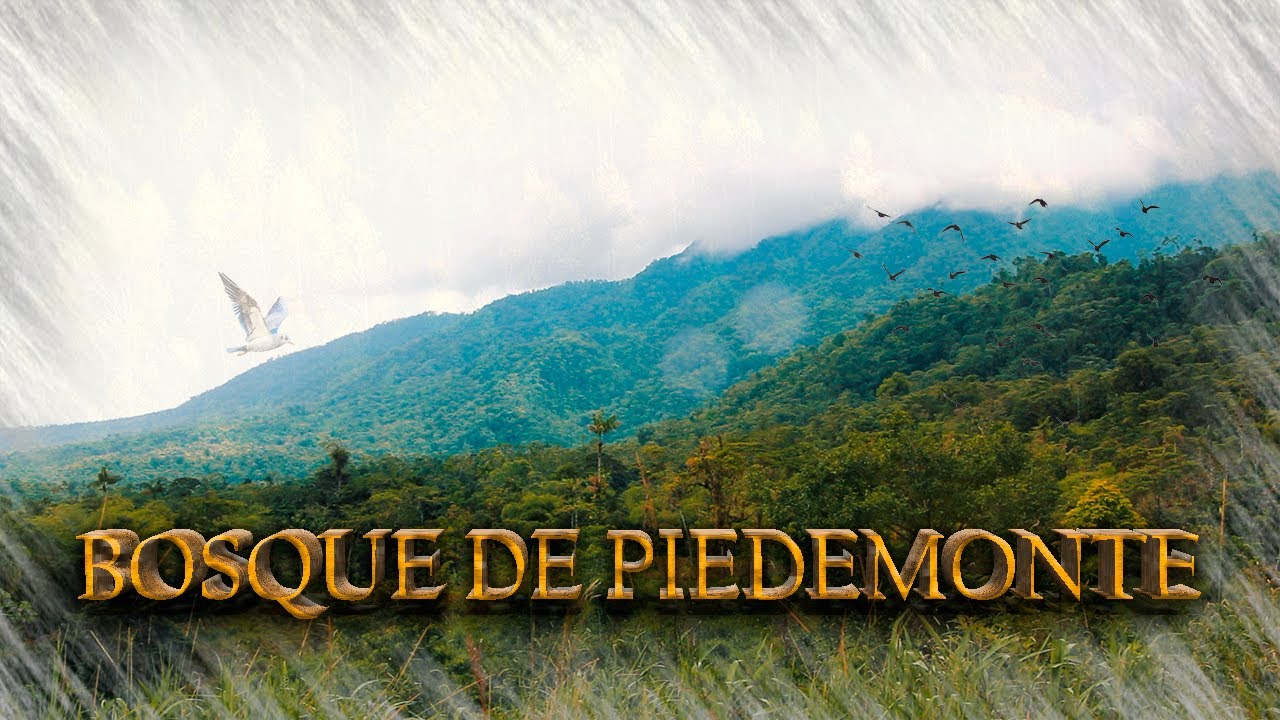 🌳Bosque de Piedemonte | Discovering Earth - YouTube
