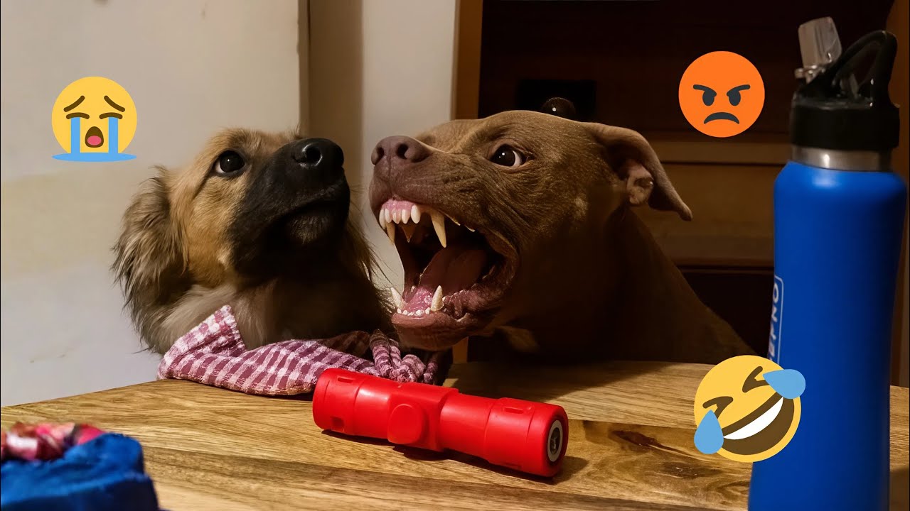 I Wanted a DOG, But God Gave Me a COMEDIAN! 😂 Best Funny Dogs Moments 😂 ...