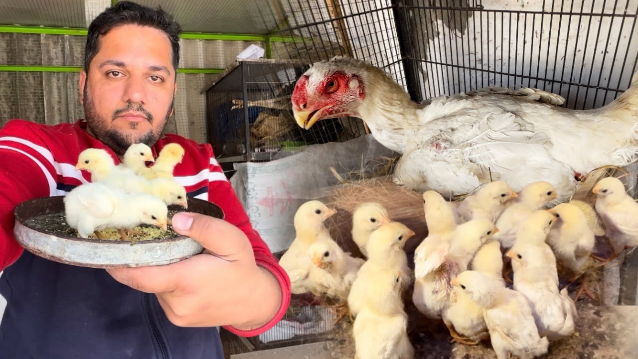 White Shamo Hen Hatching Chicks At Home, How to Start Shamo Farm, Shamo ...