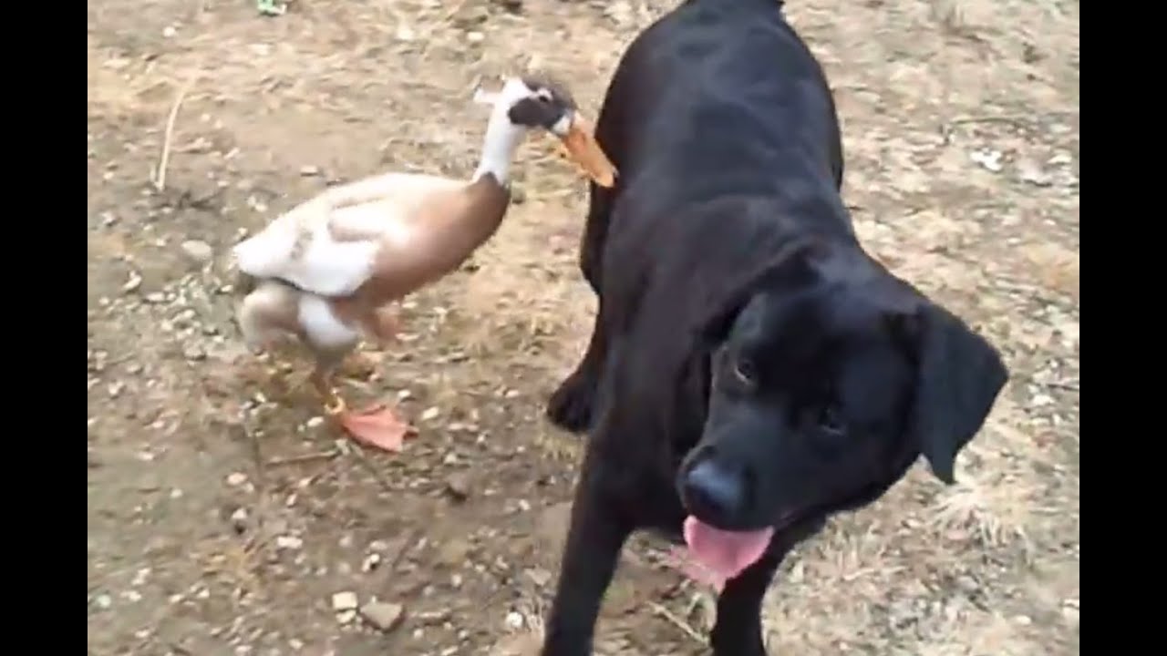 Fetch! Labrador VS Duck - YouTube