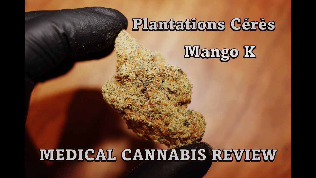 Mango K | Plantations Cérès | UK Medical Cannabis Review - YouTube