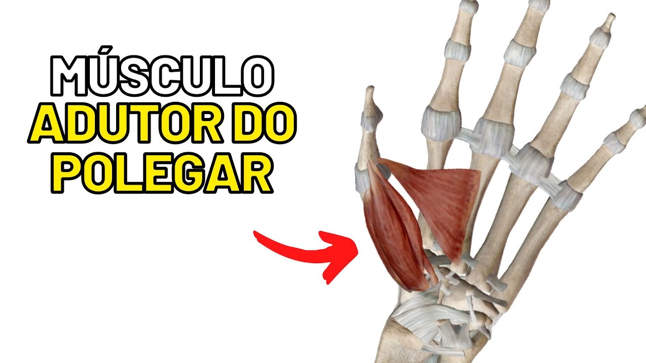 Musculo Adutor RESUMO ANATOMIA M.INFERIORES AMANDA Anatomia Do