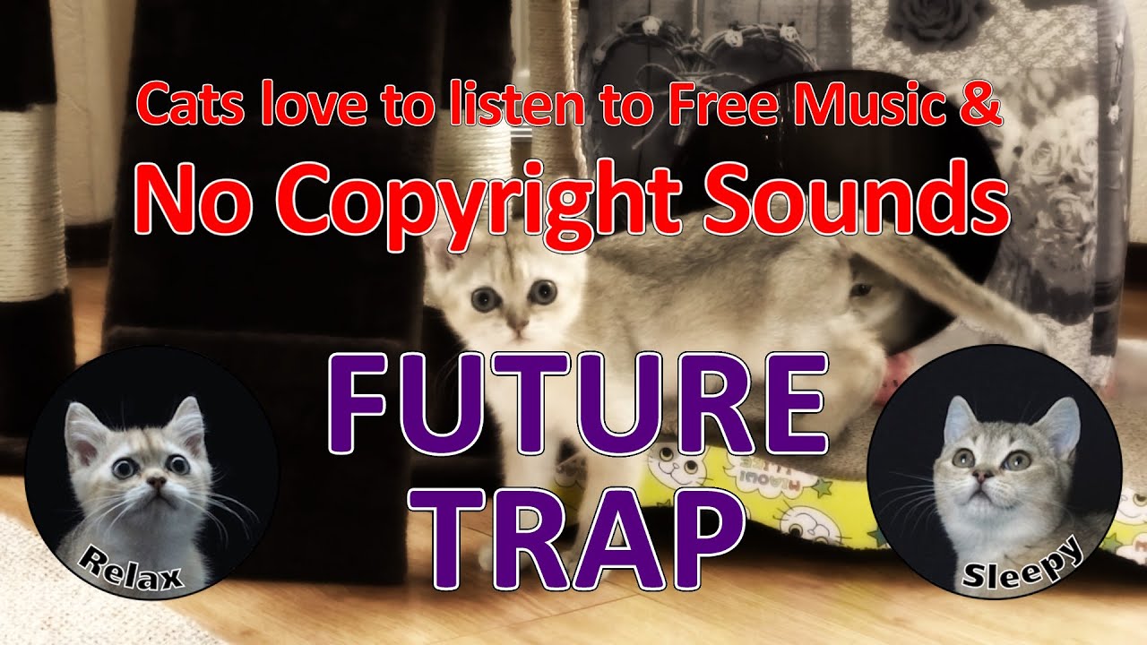 Cats listen to FreeMusic & NoCopyrightSounds Warriyo, Laura Brehm ...