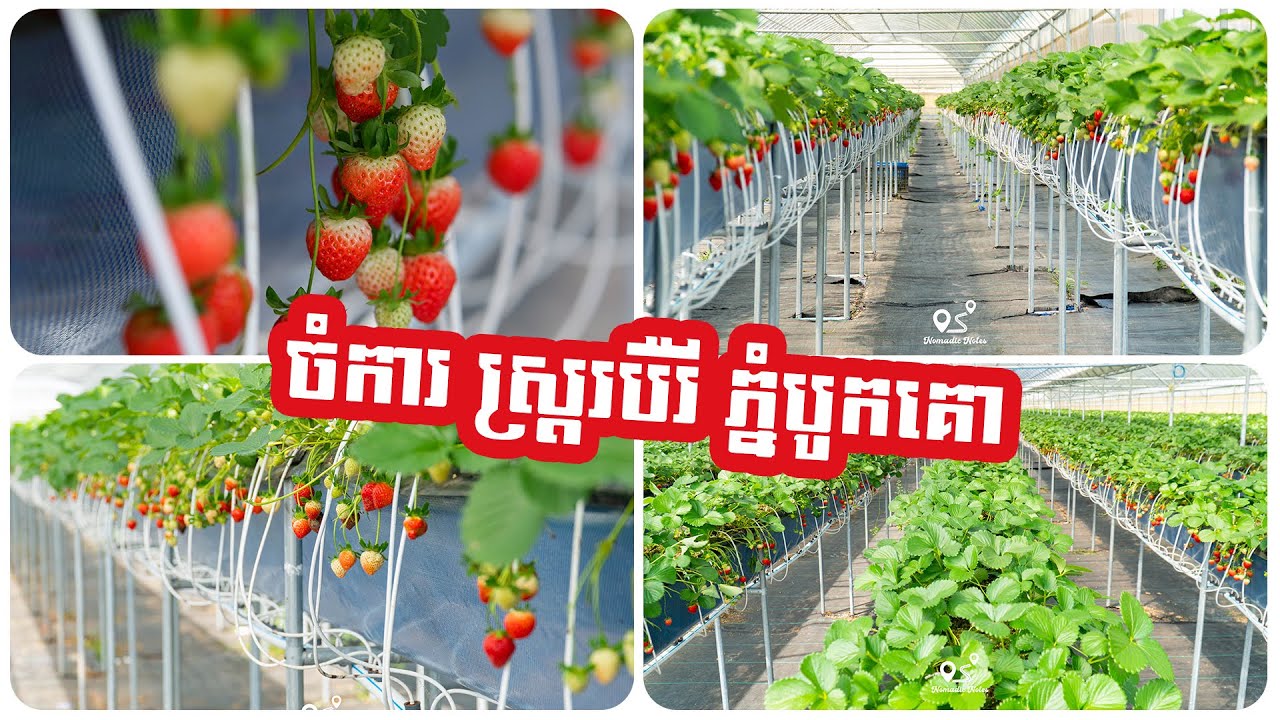 ចំការ ស្ត្របឺរី ស្ថិតនៅលើភ្នំបូកគោ - Strawberry Farm at Bokor mountain ...