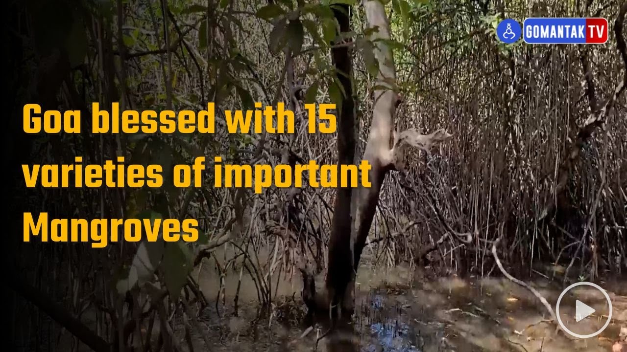Goa blessed with 15 varieties of important Mangroves | Gomantak TV ...