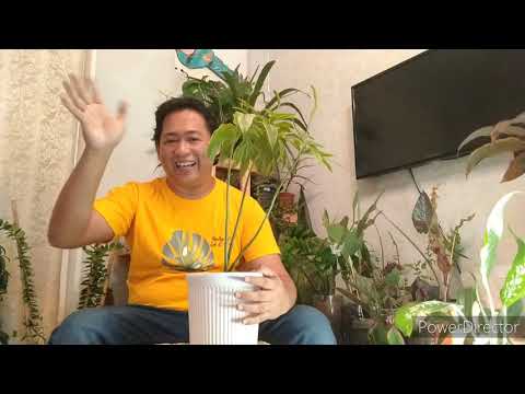 pag-aralan natin si TUKOD LANGIT / HELMINTHOSTACHYS ZEYLANICA - YouTube