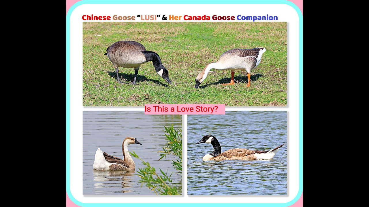 Stray Chinese Goose “LUSI” & Her Canada Goose Companion – Is This a ...