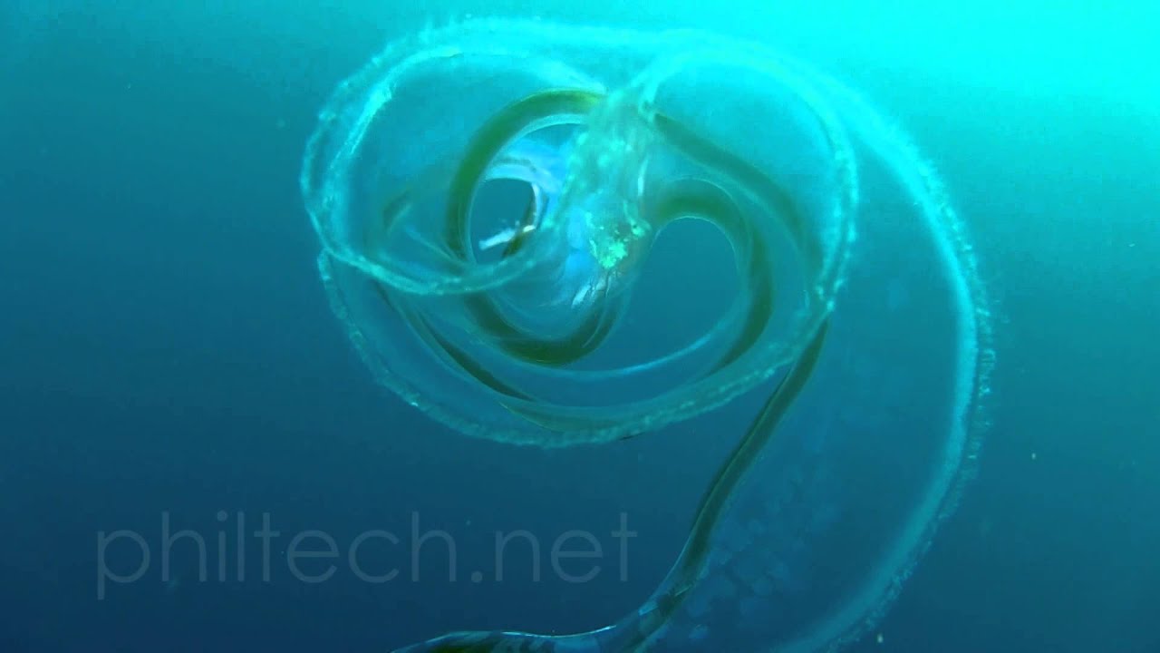 Venus Girdle, identification courtesy of Ali (Fowler) Lott. - YouTube