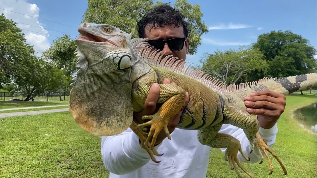 Giant iguanas try to take over Florida Pond! How to Catch iguanas with ...