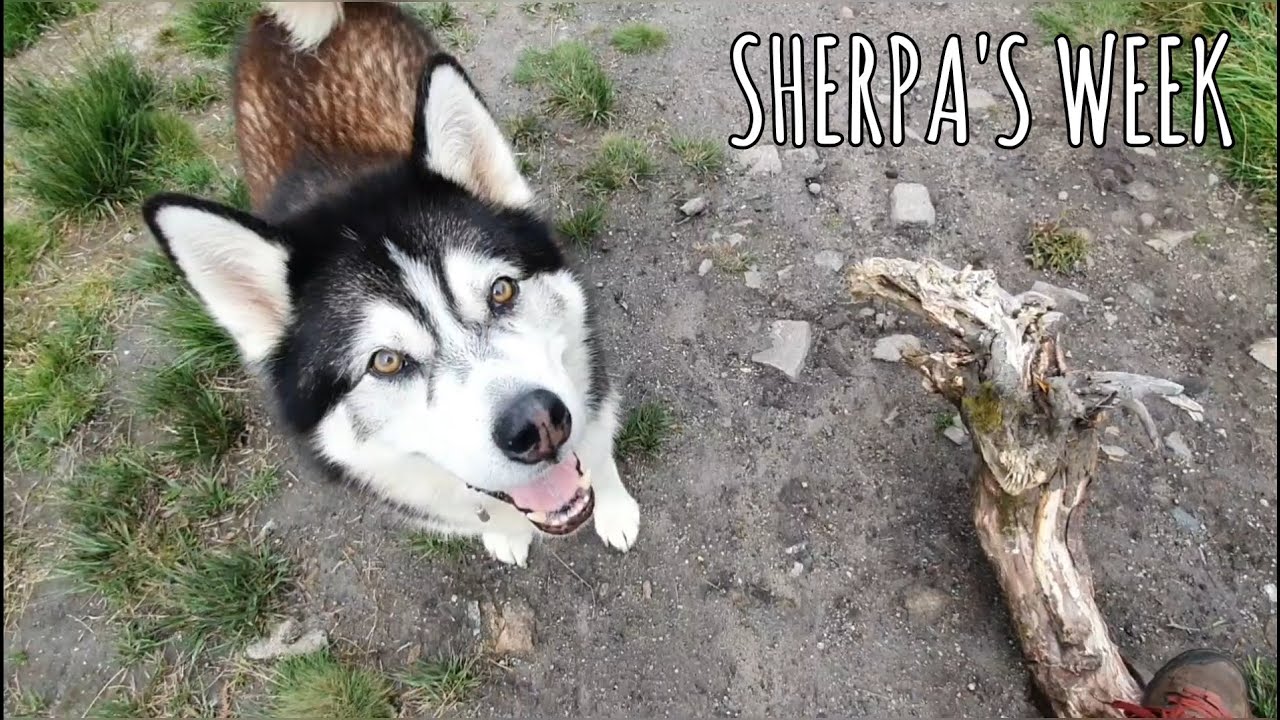Another week with Sherpa - YouTube