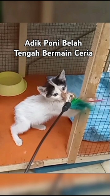 Kucing Poni Belah Tengah Aktif Bermain #kucing #shorts #kucinglucu # ...