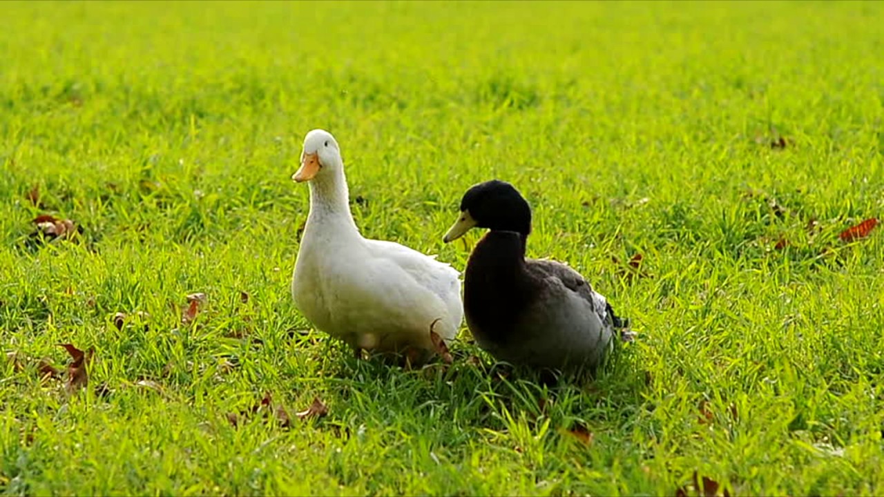 오리가 들판에서 꽥꽥 우는 소리, Duck quacking In Field Sound Effect / Free Sound ...