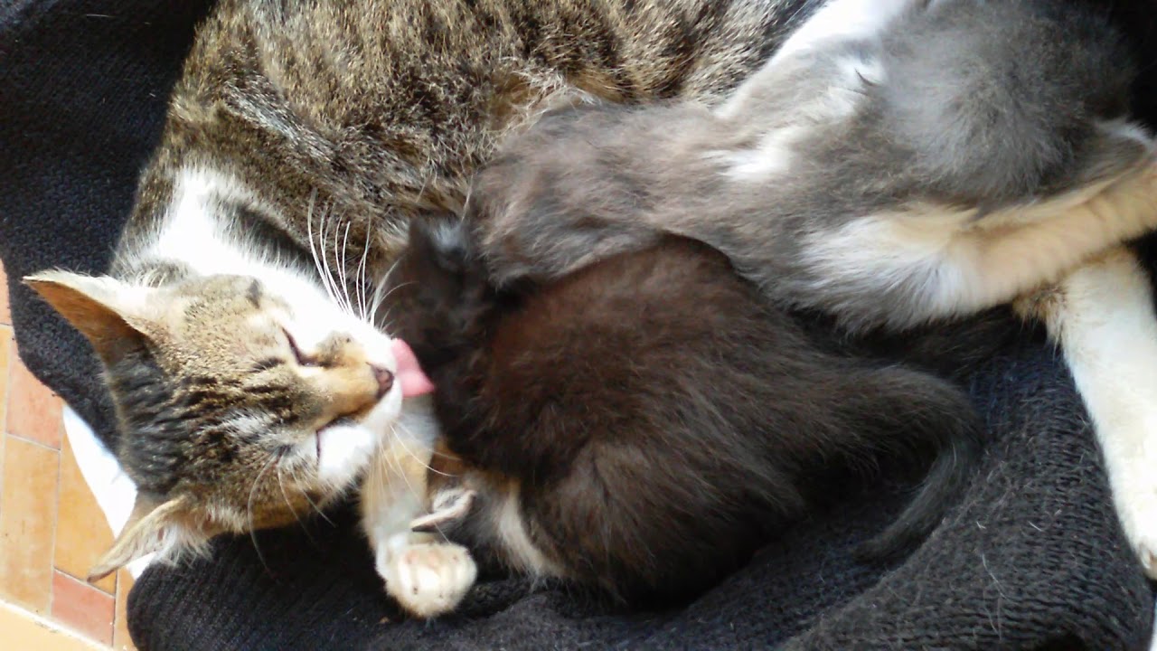 Mangiapanina, falange, falangina e falangetta a 20 gg in piena salute ...