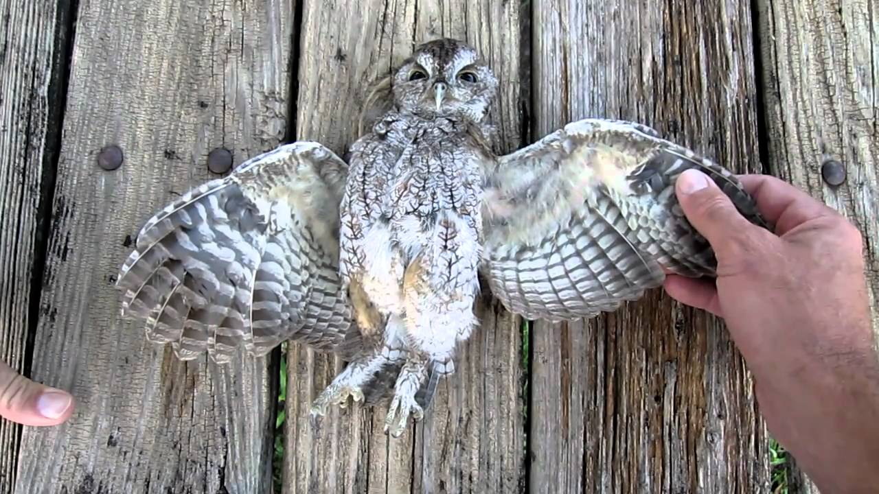 Eastern Screech Owl Road Kill - YouTube