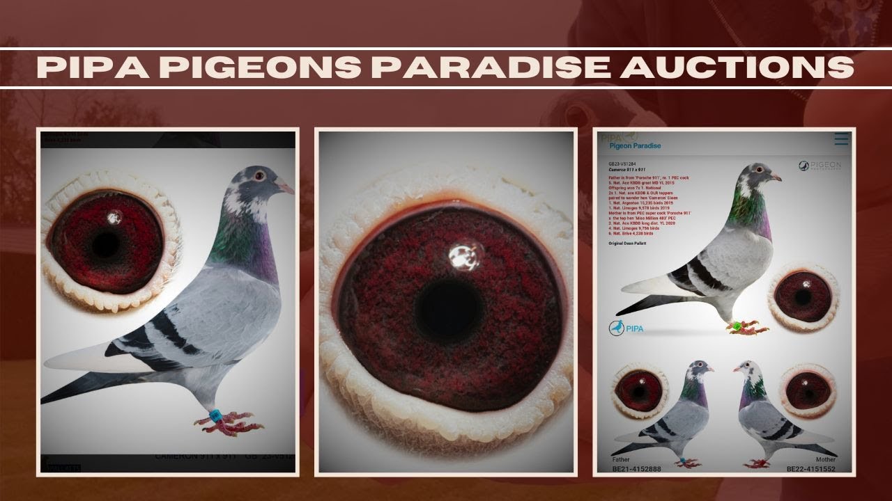 "Cameron 911 x 911" From Most Successful Racing Pigeon Bloodline The ...