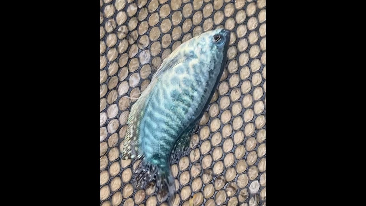 Check it out I catched a blue rare fish - YouTube