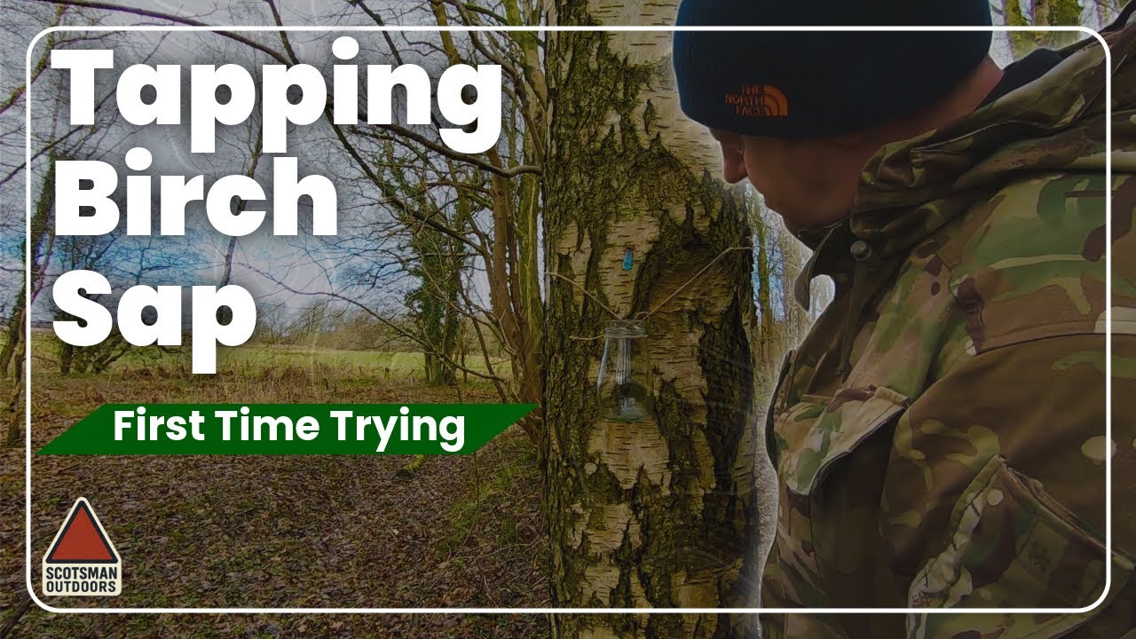 How to Tap Birch Tree Sap | Bushcraft Scotland - YouTube
