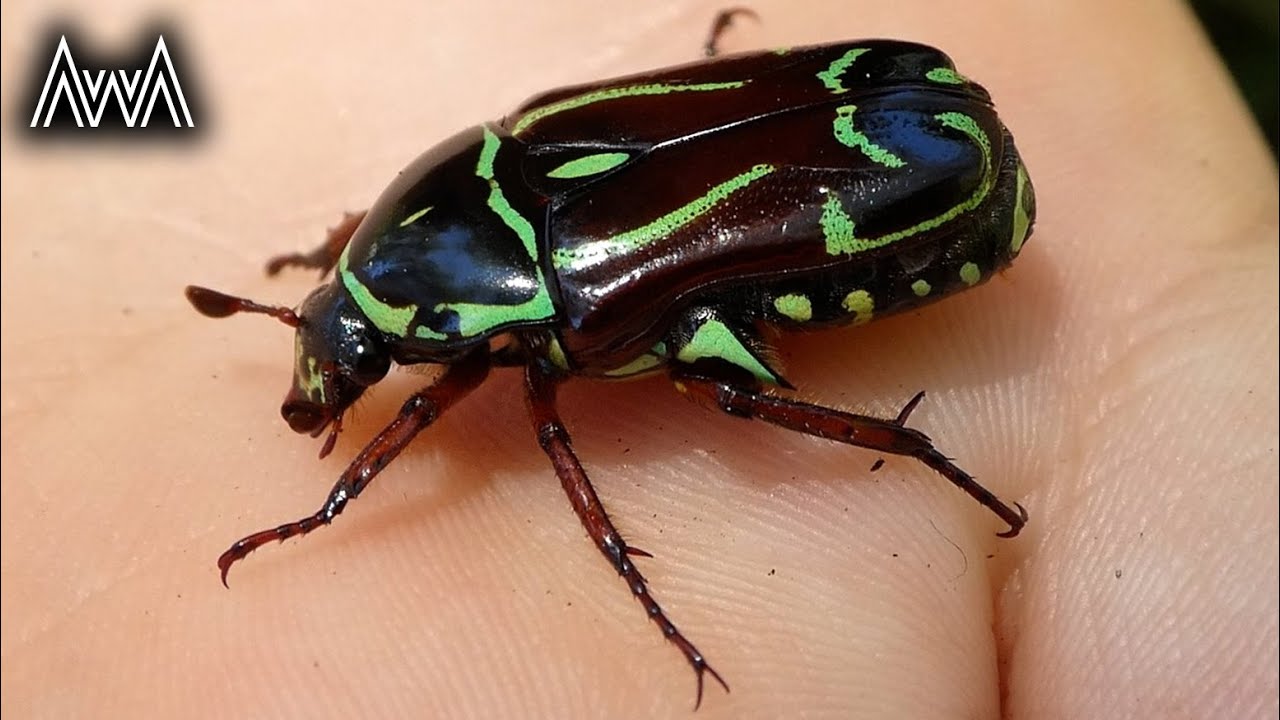 AwA Fiddler Beetle (Eupoecila australasiae) - YouTube