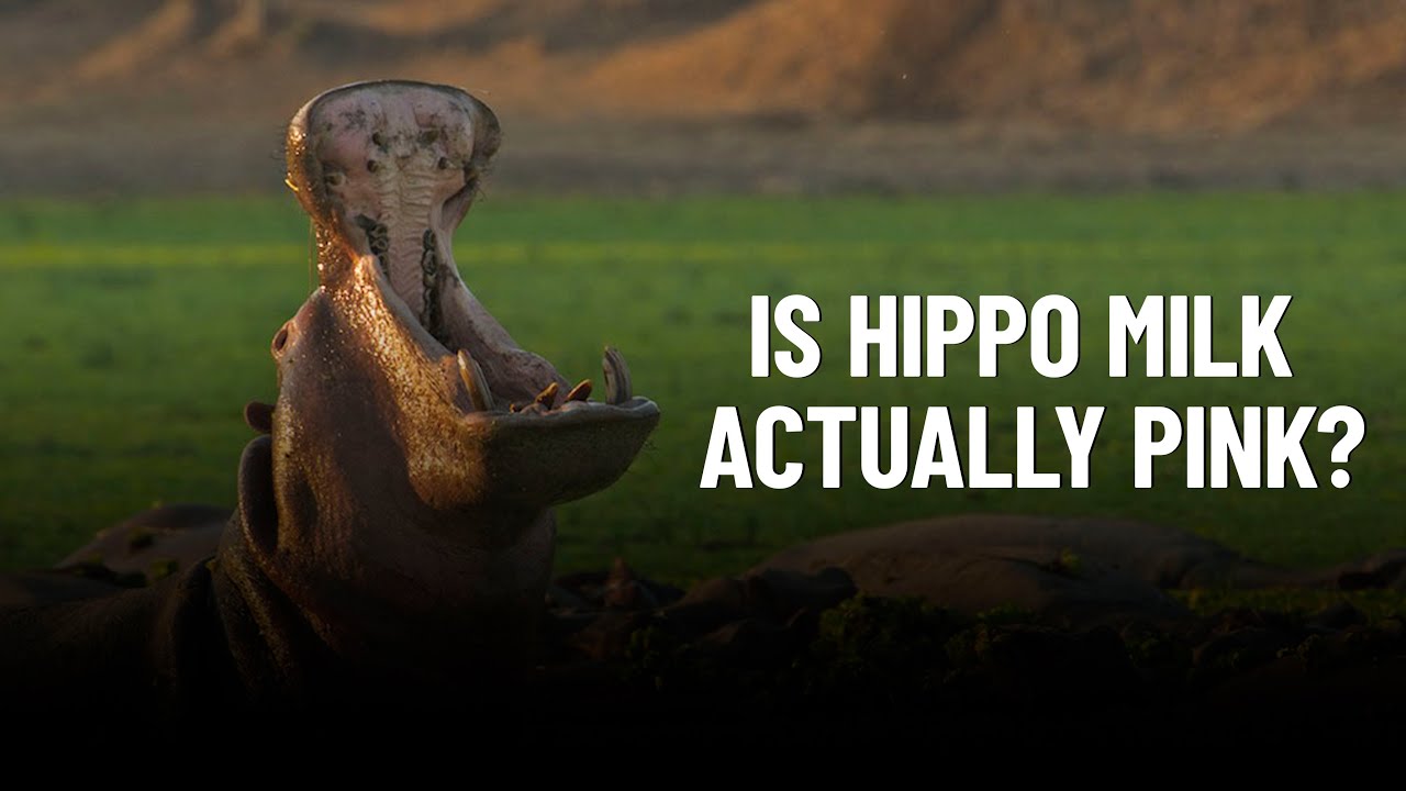 Hippo Milk - Revealing the Surprising Pink Factor! - YouTube