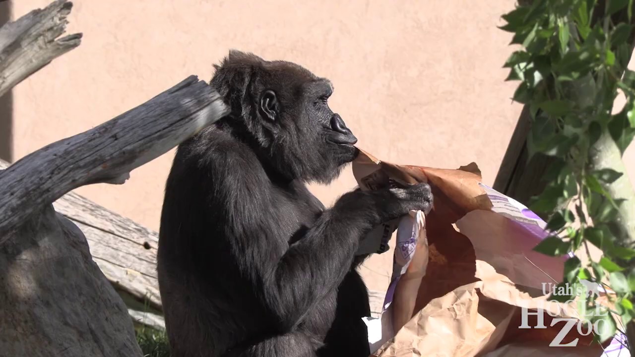 Baby Gorilla - Jabali Ultrasounds! - YouTube