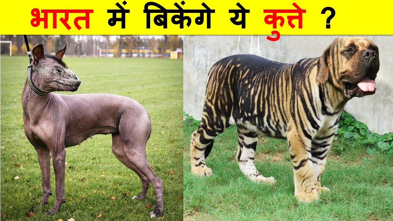 🐕 हाल ही में खोजे गए कुत्तों की नई प्रजाति। Recently Discovered New ...