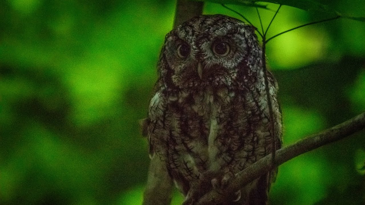 Night Hunter, an Owl Documentary |4K Ultra HD Nature wildlife # ...