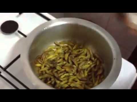 How to cook & eat grasshoppers. - YouTube