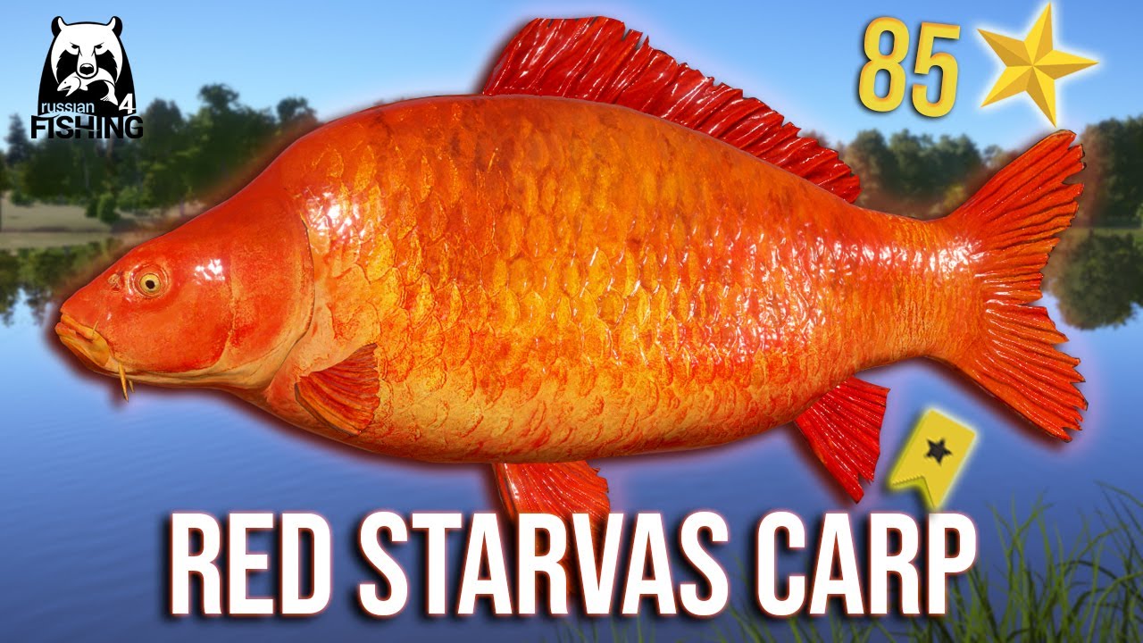 Red Starvas Carp - Scaly TROPHY at Amber Lake - Russian Fishing 4 - YouTube