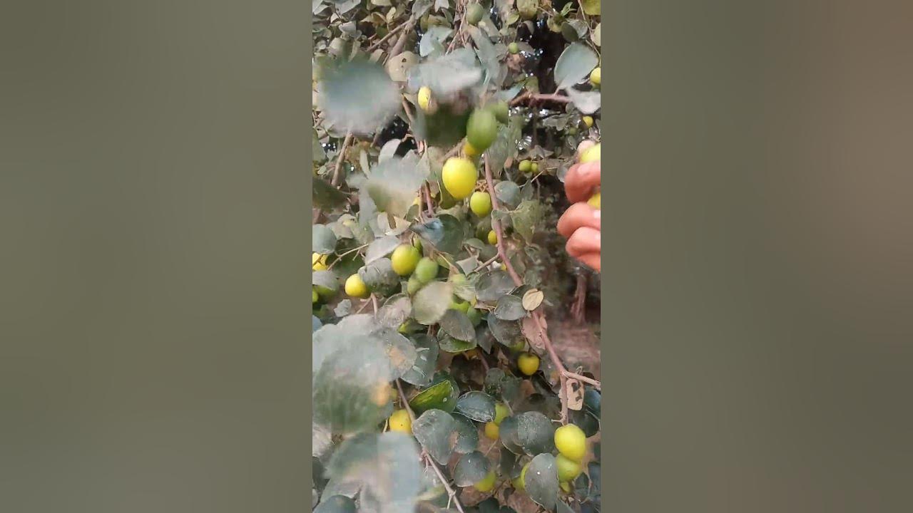 Khatte Mithe Ber🤔🌱###🍏🌿🍏 - YouTube