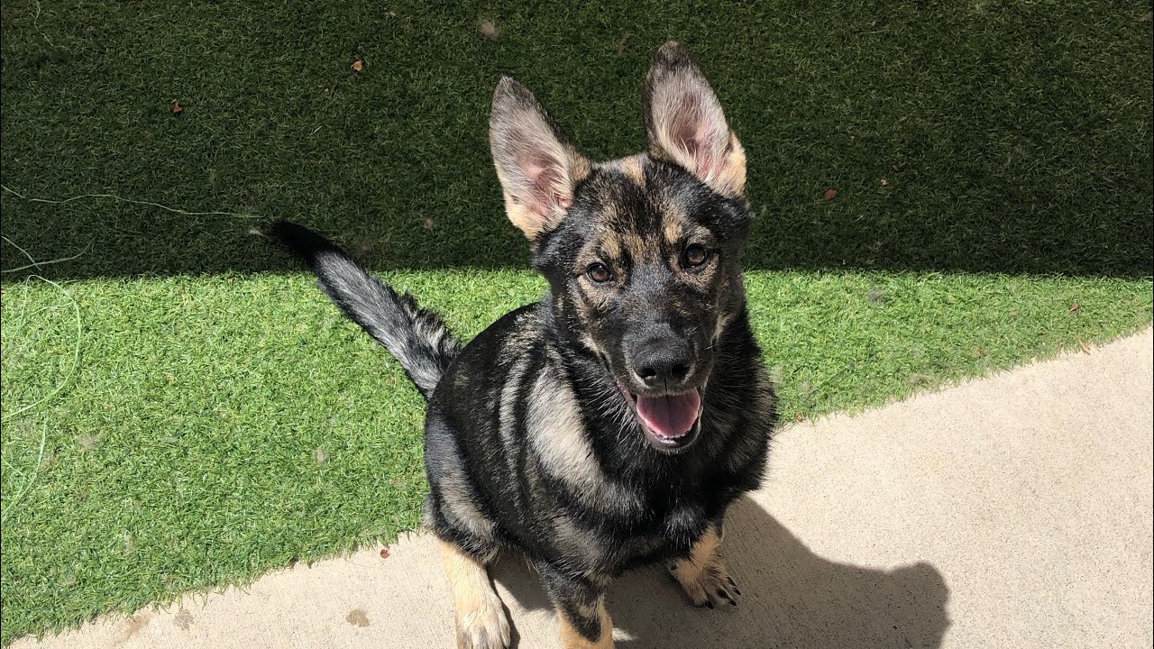 Nala growing up part 1 2023 - YouTube