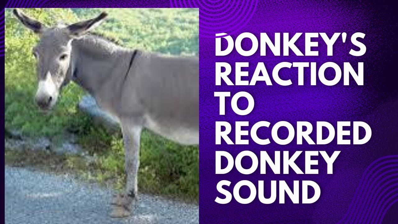 Donkey's Hilarious Reaction to the recorded Donkey Sound! - YouTube