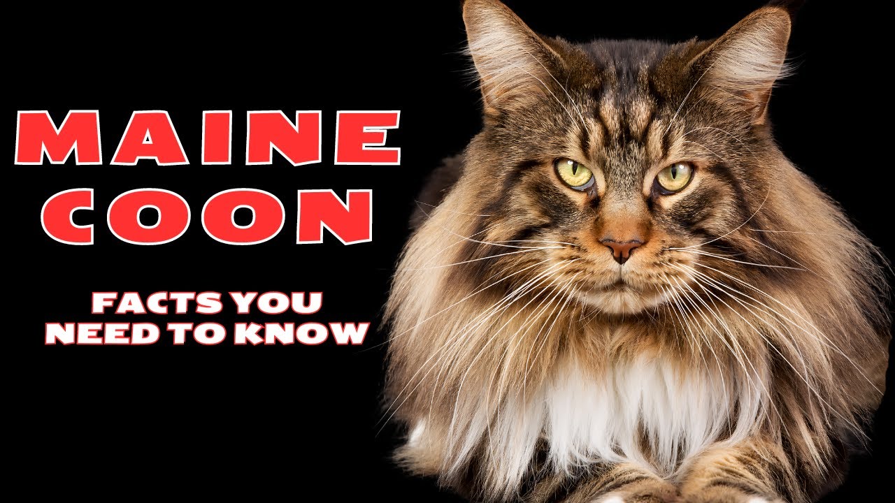 Maine Coon 101: Full Guide l Must Watch Before Getting a Maine Coon ...