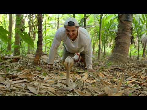 🐘 Rodeado por 14 elefantes salvaje | Ep. 5 | Wild Frank en India