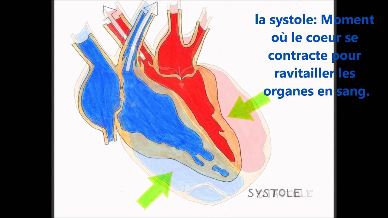 Le cycle cardiaque - YouTube