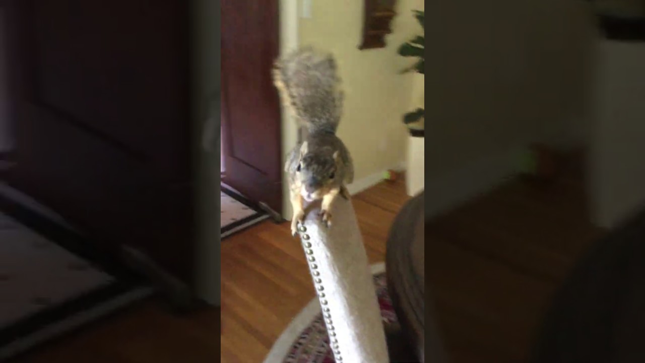 Squirrel found inside our house. - YouTube