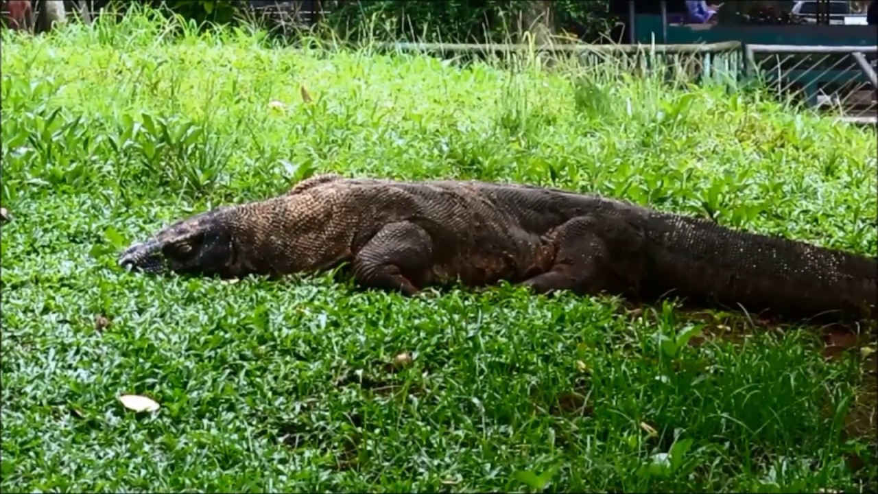 LIHAT DRAGON KOMODO DI KEBUN BINATANG RAGUNAN JAKARTA SELATAN - YouTube