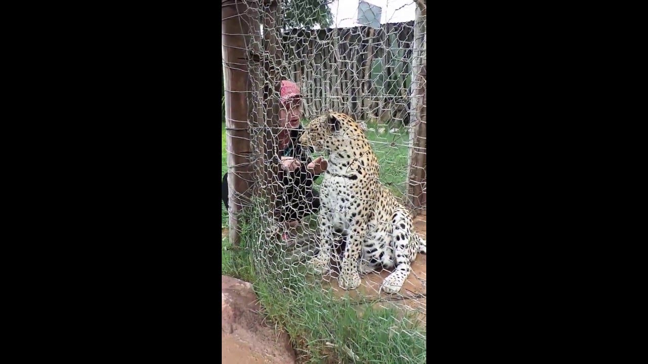 Friendly Leopard. - YouTube