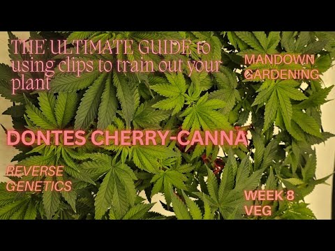 The guide to training out your plants with lst clips @acinfinity - YouTube
