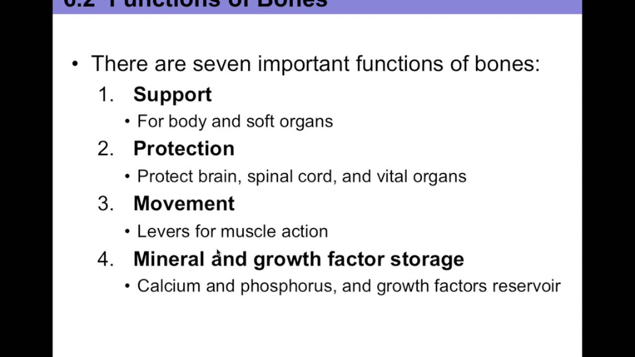 Chapter 6 2 Functions Of Bone BIO201 YouTube chapter-6-2-functions-of-bone-bio201-youtube