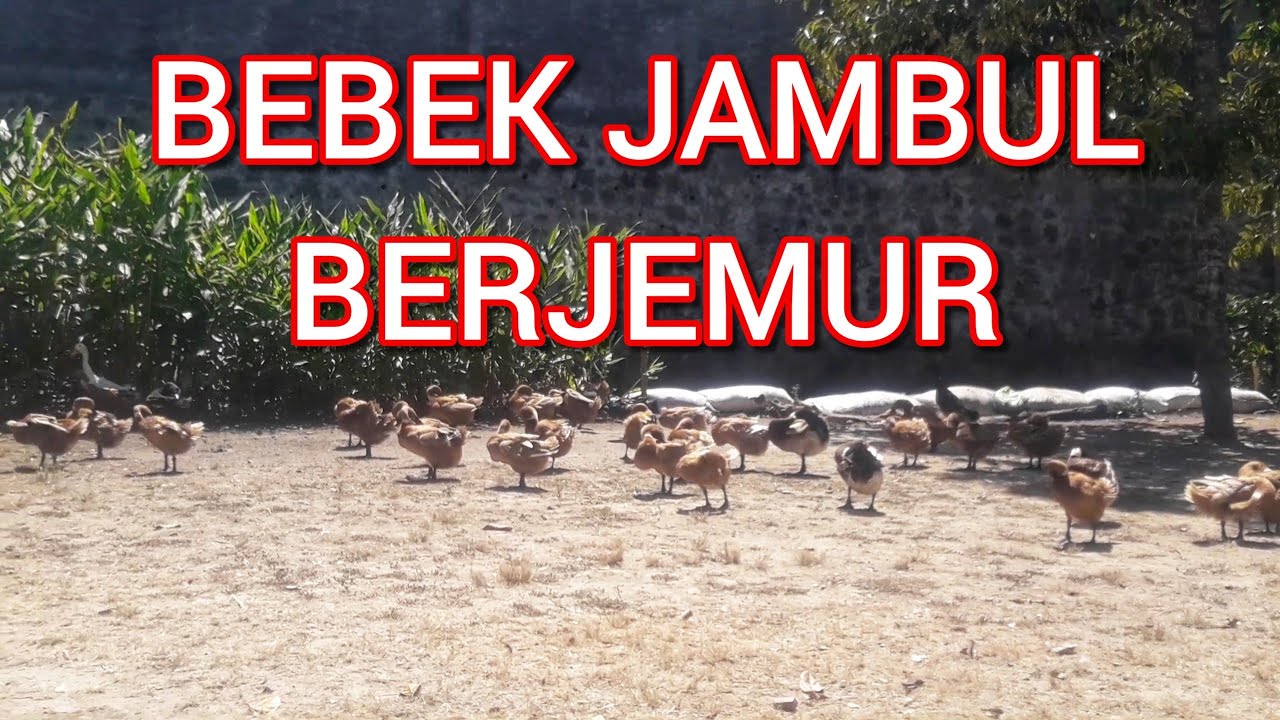 Bebek Jambul Sedang Berjemur - YouTube