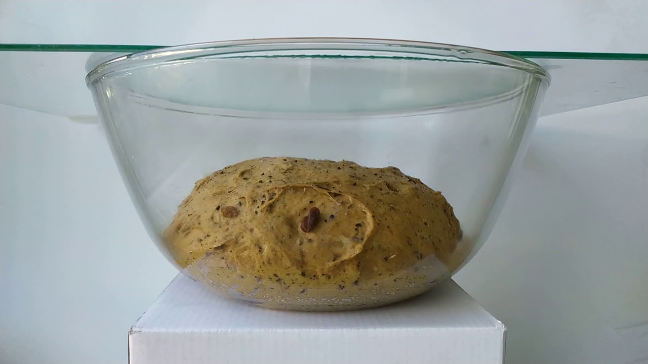 Rising dough for bread - timelapse x90 - YouTube