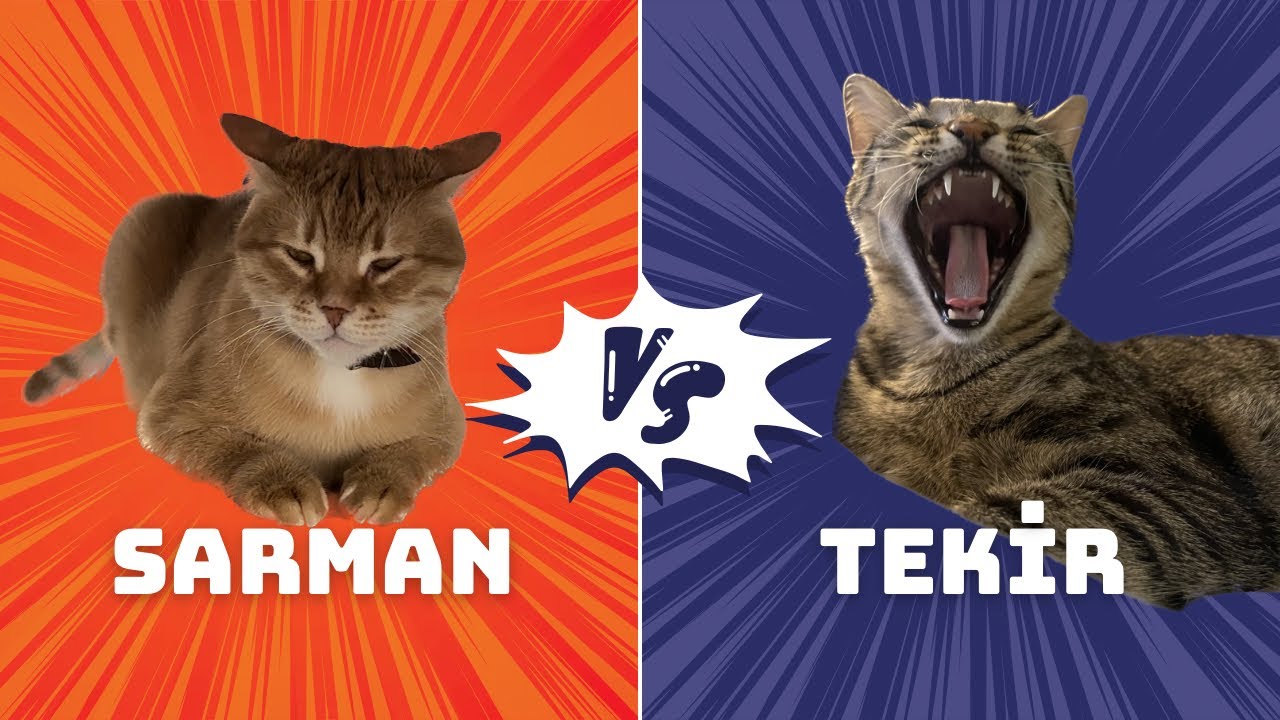Sarman kedi mi, tekir kedi mi sahiplenilmeli⁉️ Karakterleri, bakımları ...