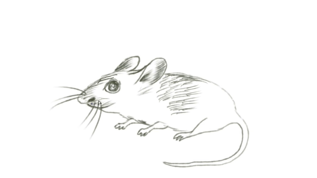 class 2 Draw a Mouse - YouTube