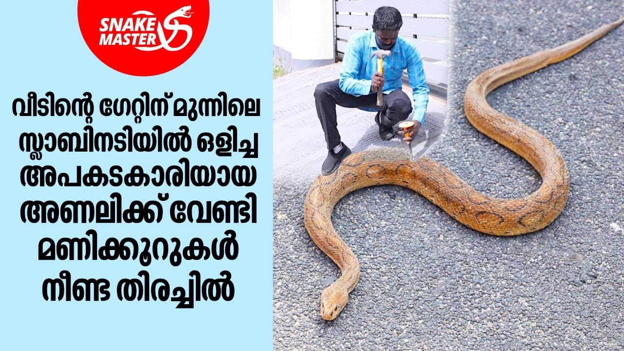 സ്ളാബിനടിയിൽ ഒളിച്ച അപകടകാരിയായ അണലിക്ക് വേണ്ടി മണിക്കൂറുകൾ നീണ്ട ...