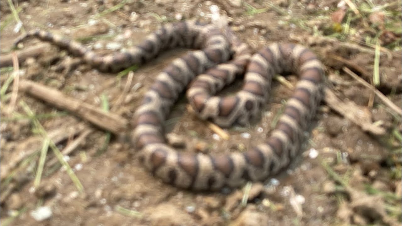 Rater Snakes.(Gyanmotion Pictures) - YouTube