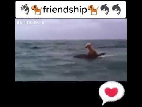 Dolphin and dog friendship whatsapp status 👍