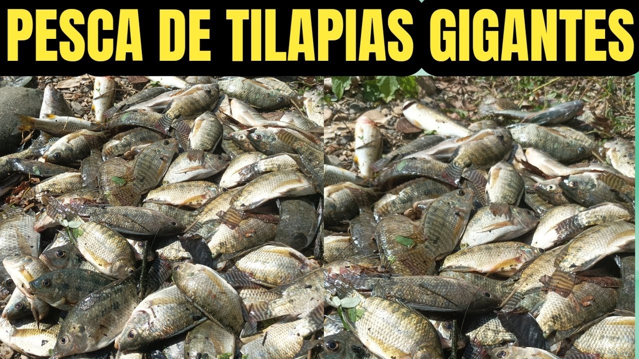 PESCA DE TILAPIAS Y DAJAO RIO SOCO DEL SEIBO 2023#pesca #pescadores # ...