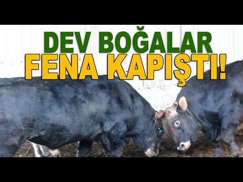 Montofon Boğalar padokları yıkıyordu! 2000 Başlık Büyükbaş Besi Çiftliği / Kırşehir