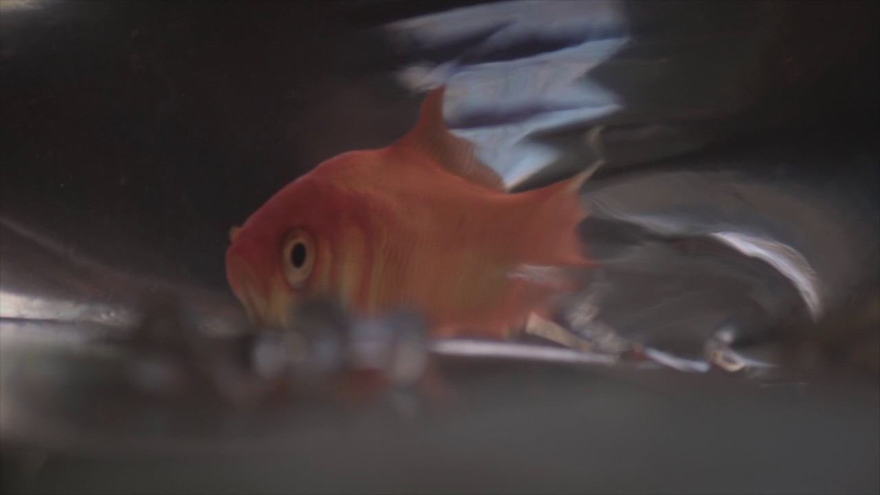 Inside the Fishbowl - YouTube